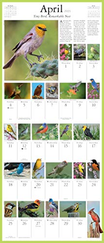 Audubon Songbirds and Other Backyard Birds Picture-A-Day Wall Calendar 2021