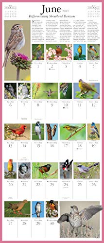 Audubon Songbirds and Other Backyard Birds Picture-A-Day Wall Calendar 2021