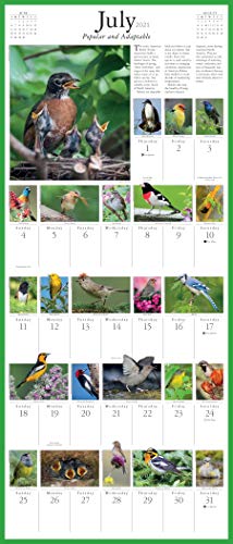 Audubon Songbirds and Other Backyard Birds Picture-A-Day Wall Calendar 2021