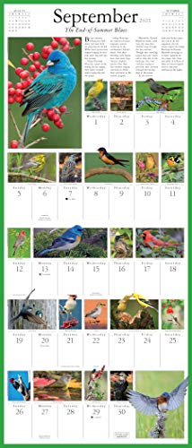 Audubon Songbirds and Other Backyard Birds Picture-A-Day Wall Calendar 2021