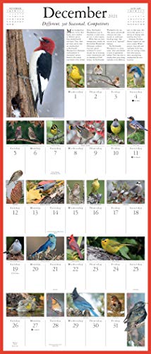 Audubon Songbirds and Other Backyard Birds Picture-A-Day Wall Calendar 2021