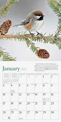 Audubon Songbirds Mini Wall Calendar 2021
