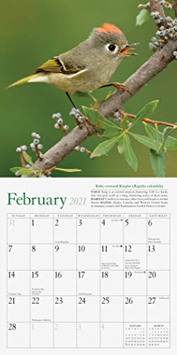 Audubon Songbirds Mini Wall Calendar 2021