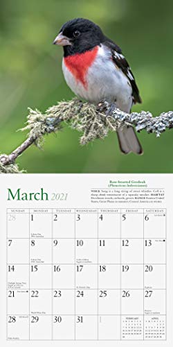 Audubon Songbirds Mini Wall Calendar 2021