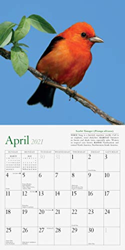 Audubon Songbirds Mini Wall Calendar 2021