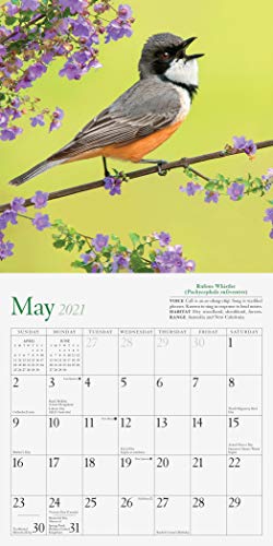 Audubon Songbirds Mini Wall Calendar 2021