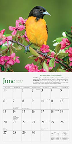 Audubon Songbirds Mini Wall Calendar 2021
