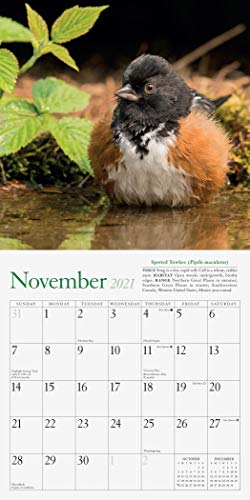 Audubon Songbirds Mini Wall Calendar 2021