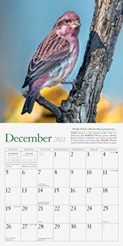 Audubon Songbirds Mini Wall Calendar 2021