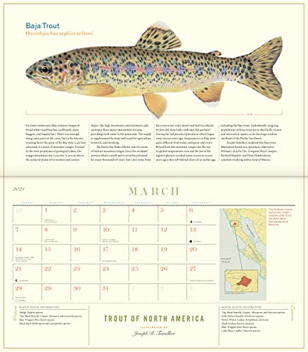 Trout of North America Wall Calendar 2021