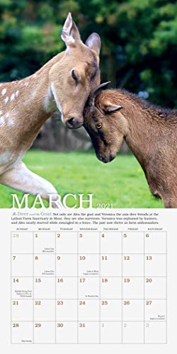 Unlikely Friendships Mini Wall Calendar 2021