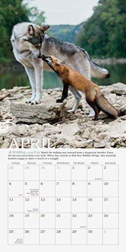 Unlikely Friendships Mini Wall Calendar 2021
