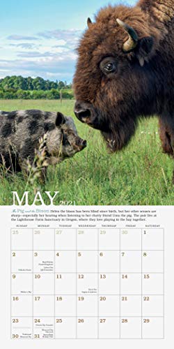 Unlikely Friendships Mini Wall Calendar 2021