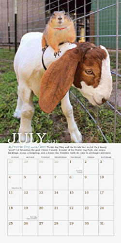 Unlikely Friendships Mini Wall Calendar 2021