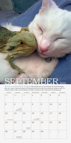 Unlikely Friendships Mini Wall Calendar 2021