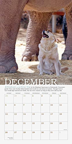 Unlikely Friendships Mini Wall Calendar 2021