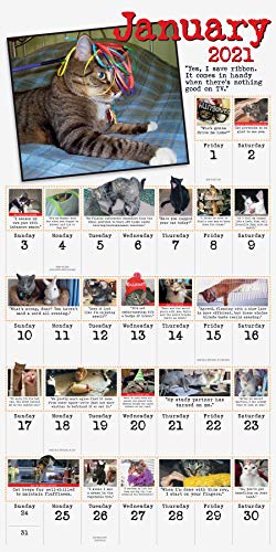 Bad Cat Wall Calendar 2021