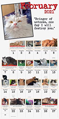 Bad Cat Wall Calendar 2021