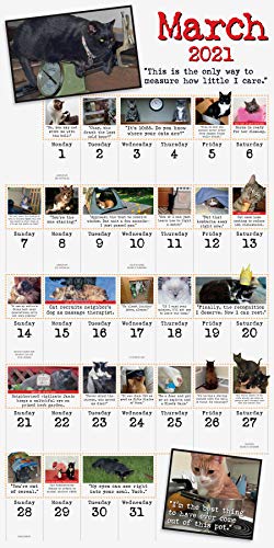 Bad Cat Wall Calendar 2021