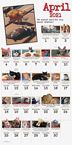 Bad Cat Wall Calendar 2021