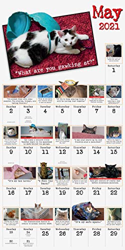 Bad Cat Wall Calendar 2021