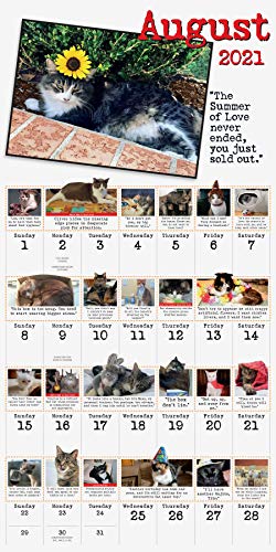 Bad Cat Wall Calendar 2021
