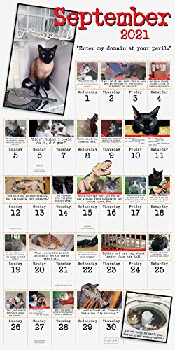 Bad Cat Wall Calendar 2021