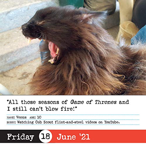 Bad Cat Page-A-Day Calendar 2021