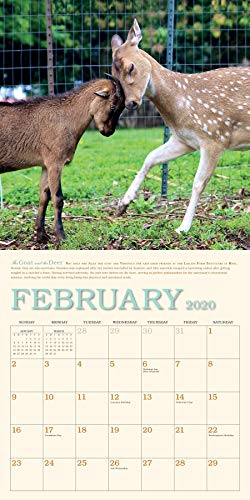 Unlikely Friendships Wall Calendar 2020