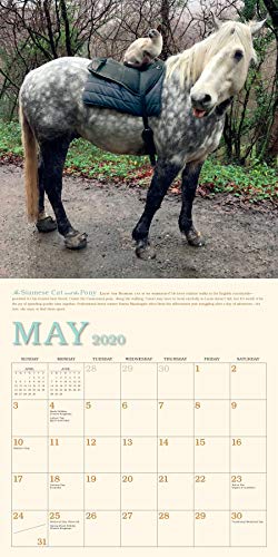 Unlikely Friendships Wall Calendar 2020