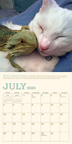 Unlikely Friendships Wall Calendar 2020