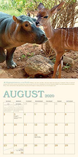 Unlikely Friendships Wall Calendar 2020