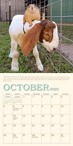 Unlikely Friendships Wall Calendar 2020