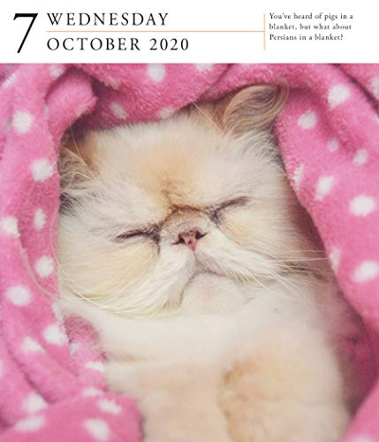 Cat Page-A-Day Gallery Calendar 2020