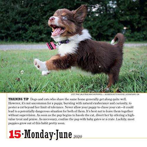 365 Dogs Page-A-Day Calendar 2020