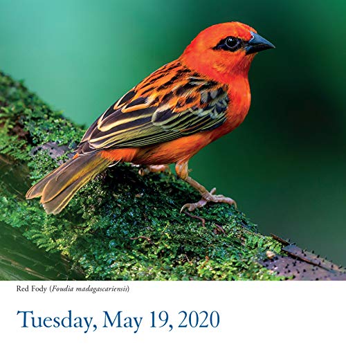 Audubon Birds Page-A-Day Calendar 2020