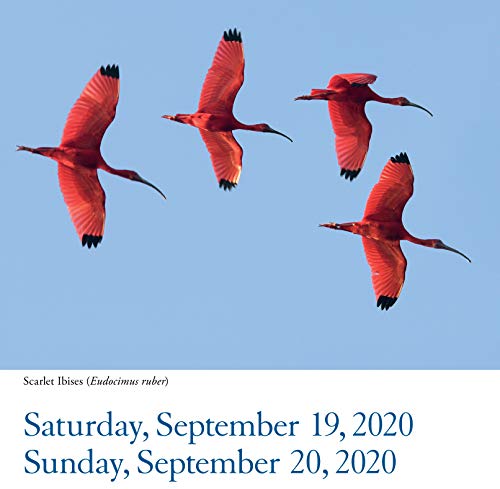 Audubon Birds Page-A-Day Calendar 2020