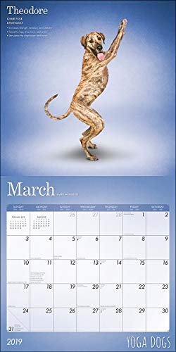 Yoga Dogs 2019 Calendar
