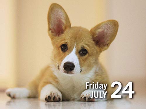 Puppies 2020 Mini Day-to-Day Calendar