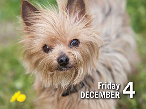 Puppies 2020 Mini Day-to-Day Calendar