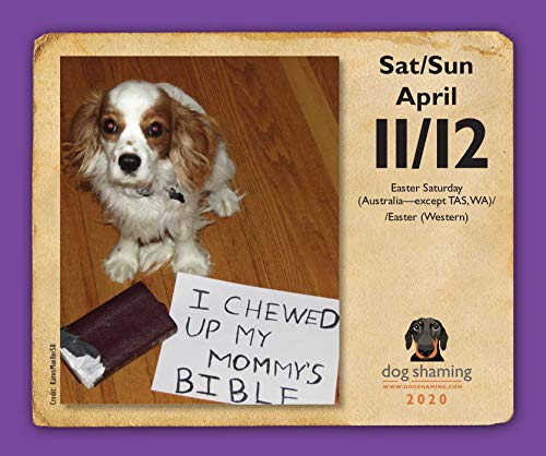 Dog Shaming 2020 Day-to-Day Calendar