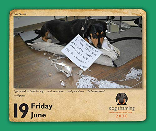 Dog Shaming 2020 Day-to-Day Calendar