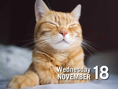Cats 2020 Mini Day-to-Day Calendar