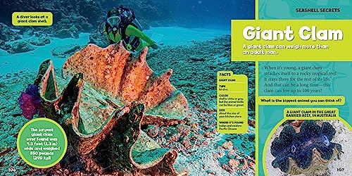 National Geographic Little Kids First Big Book of Rocks, Minerals & Shells (National Geographic Little Kids First Big Books)