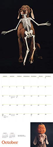 William Wegman Man's Best Friend 2021 Wall Calendar